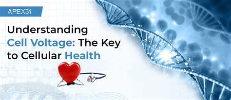 Apex31 The Vital Role Of Cell Voltage In Human Health