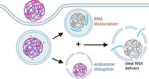 The Interplay Of Endosomal Escape And Rna Release From Polymeric Nanoparticles Langmuir