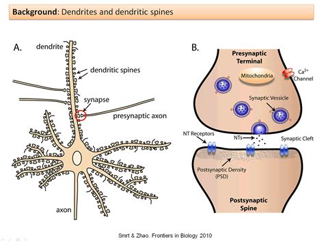 dendritic spine synapse