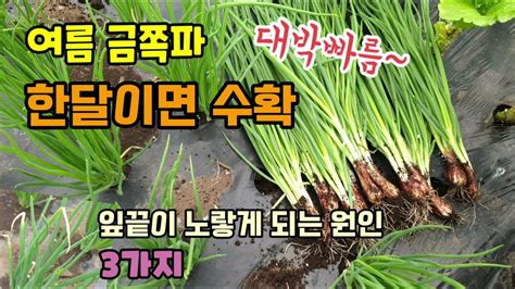 여름에 비싼쪽파 한달이면 수확 쪽파 크게 키우는방법 쪽파 잎끝이 노랗고 마르는 이유 3가지 쪽파 주요 병해충방제방법 Youtube