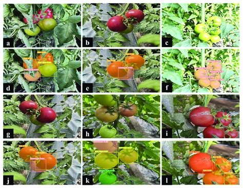 examples of instance segmentation of tomatoes a ripe tomatoes and