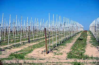 Staking Nursery Production Landscape Plants Edward F Gilman UF IFAS