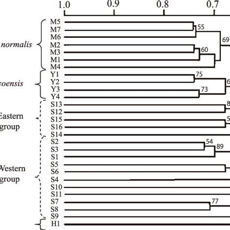 Upgma Dendrogram Based On Dice Similarities Calculated From Rapd Data