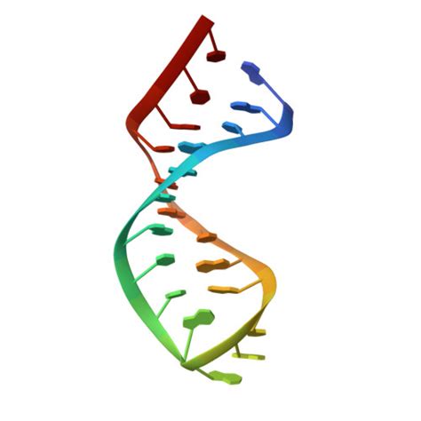 Rcsb Pdb 1f9l Solution Structure Of A 22 Nucleotide Hairpin Similar
