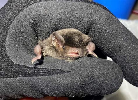 Pregnant Pause Researcher Ultrasounds Tiny Bats In Amazing Breeding Study