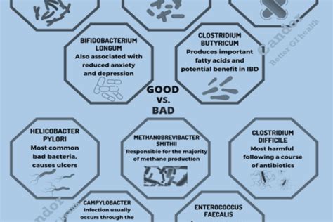 Gut Bacteria Do You Know The Different Types