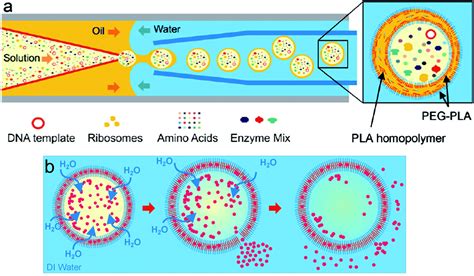 Liposomes And Polymersomes A Comparative Review Towards Cell Mimicking
