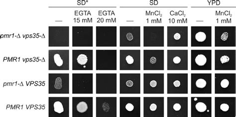 Effect Of The Vps35 Δ Mutation On Growth Of Strains With Or Without Download Scientific