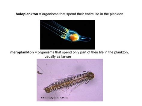 Plankton Lecture 1