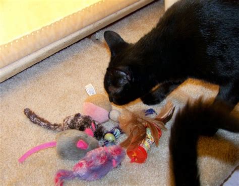 Princess Diana Photos Free Download