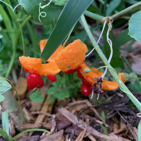 Orange Thing Open Hydrangeas Blue