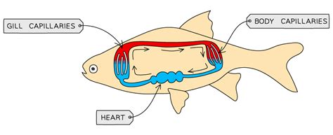 circulatory system extended cie igcse biology revision 45 off