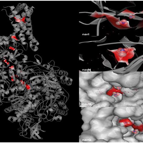 Left 3d Structure Of Protein Nitrate Reductase A Red Metal Binding Download Scientific