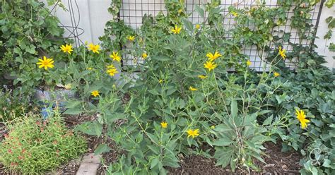How To Grow Jerusalem Artichokes Growing In The Garden