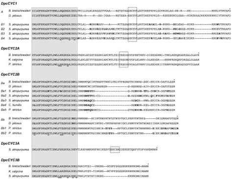 Protein Alignment Protein Alignment Of Representative Species Of The Download Scientific