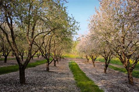 Tree Spacing Calculator Viruksham