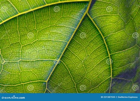 Green Savia Vains Stock Image Image Of Side Vains 231387555