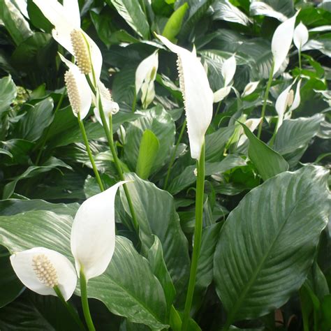 Tropical Peace Lily Scotts Nursery Ltd