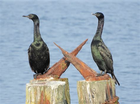 The Pelagic Cormorants Of Port Angeles Harbor — Olympic Peninsula