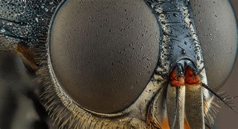 Lplc2 Neurons Inspire Advanced Collision Detection For Robots