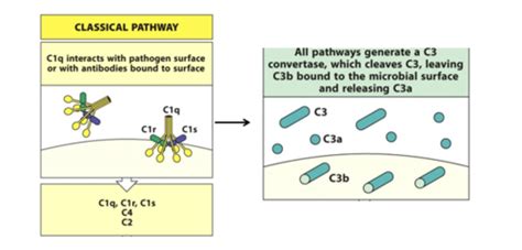 Complement System Flashcards Quizlet