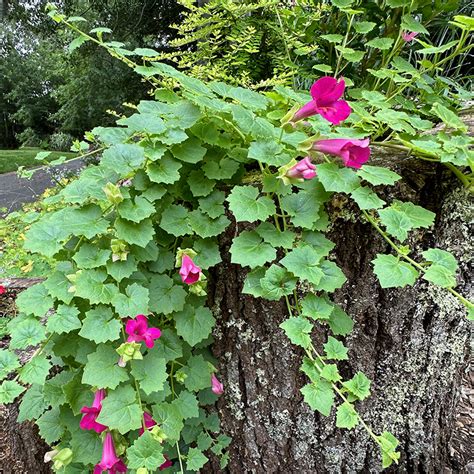 I Love Lophospermum Lofos Compact Rose