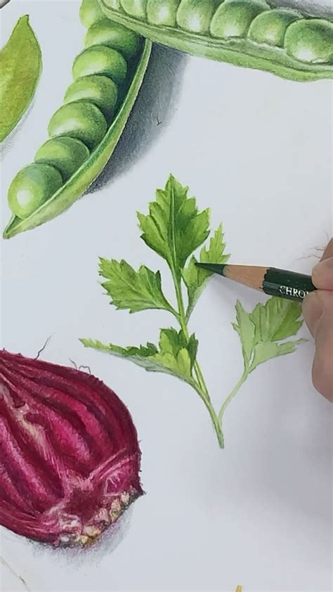 How To Draw Realistic Vegetables