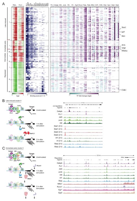 Associating Tf Binding Dynamics With Gene Expression A Differentially