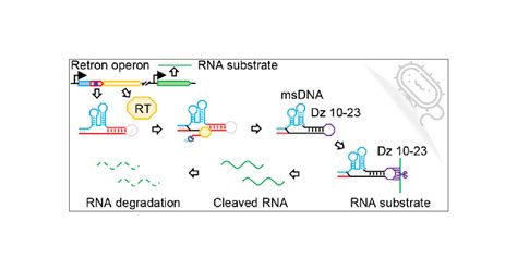 Generation Of Dnazyme In Bacterial Cells By A Bacterial Retron System