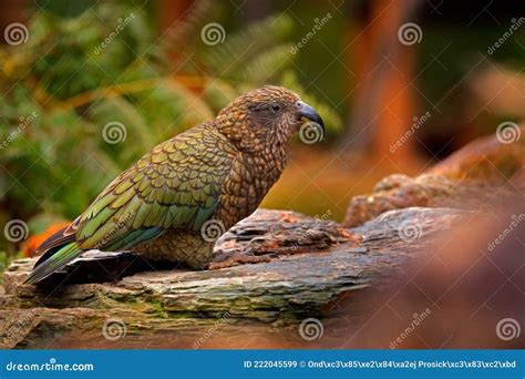 Kea Parrot Nestor Notabilis Green Bird In The Nature Habitat