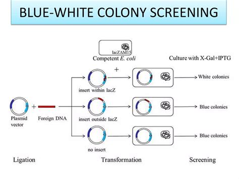 Dna Sequencing Bacteriophage M13 And Primer Walking Pptx