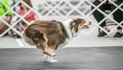 Statistics Main United Flyball League International