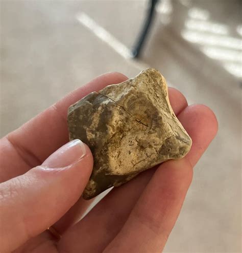Is That A Fossil Looks Like Part Of A Bone Found On A Hike In Western Austria Near Swiss