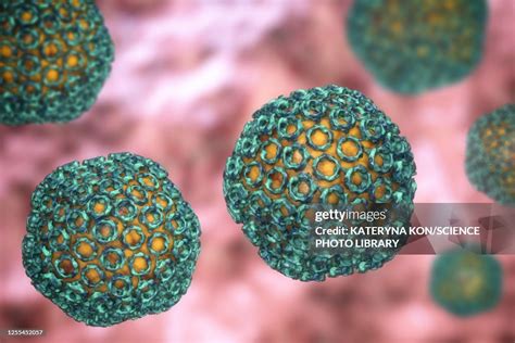 Rift Valley Fever Virus Particles Illustration High Res Vector Graphic Getty Images
