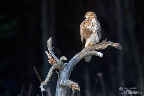 Káně lesní | Naturfoto.cz