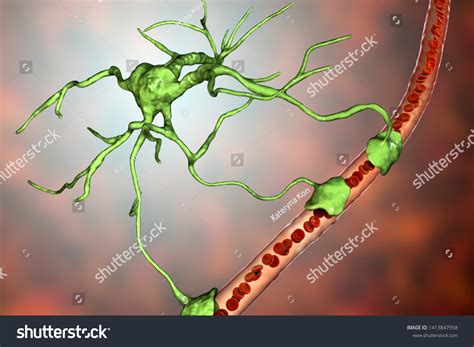 Astrocyte Blood Vessel D Illustration Astrocytes Stock Illustration Shutterstock
