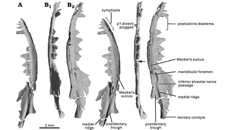 Ct Rendering Of The Mammaliaform Hadrocodium Wui Luo Crompton And