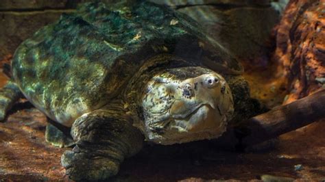 How Old Was The Oldest Alligator Snapping Turtle