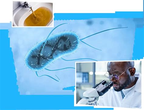 Water Testing For Bacteria Ny And Nj Laboratory Analysis E Coli Total Coliform Hpc