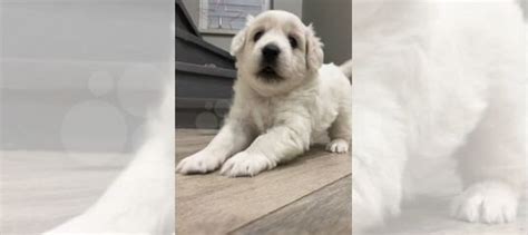 Продается щенок купить в Тольятти Животные и зоотовары Авито