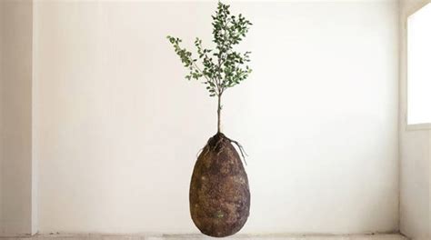 Tree Burial Pods An Eco Friendly Alternative To Traditional Burials