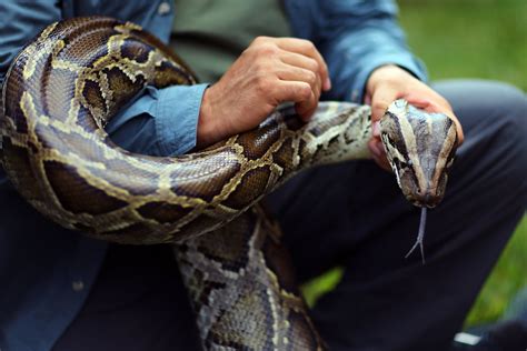 How Pythons Could Be The Key To Unlocking The Next Generation Weight