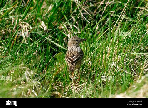 MEADOW PIPIT FEMALE WALKING THRPOUGH GRASS BACK VIEW Stock Photo Alamy