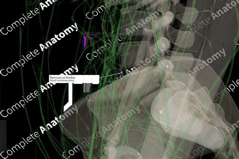 Retrocecal Nodes Complete Anatomy