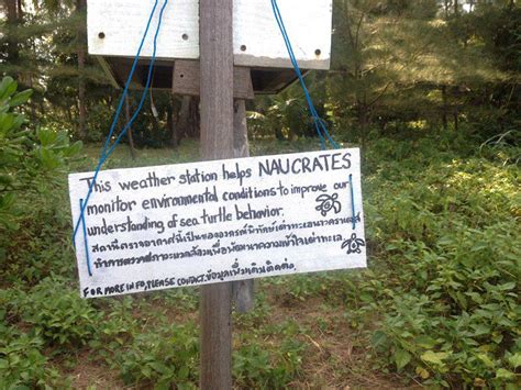 Naucrates Day 41 Of The First Nest Every Morning At 9 Am We Check The Weather Conditions And