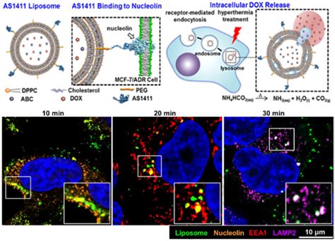 Example Of Nucleolin Liposomal Targeting In Breast Cancer Schematic Download Scientific