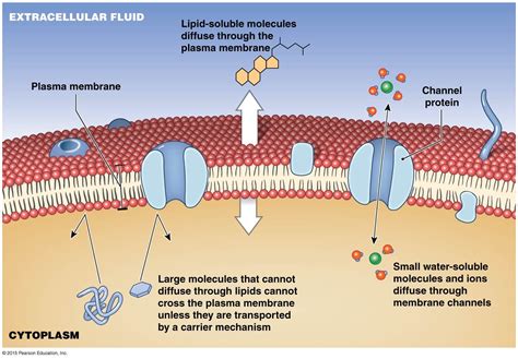 Methods Of Transport Across The Cell Membrane