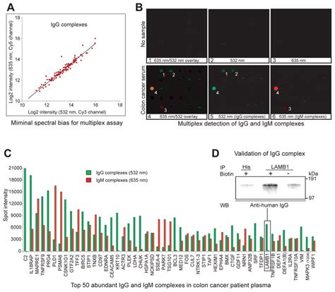 Simultaneous Igg And Igm Multiplex Autoantibody Antigen Complex Array