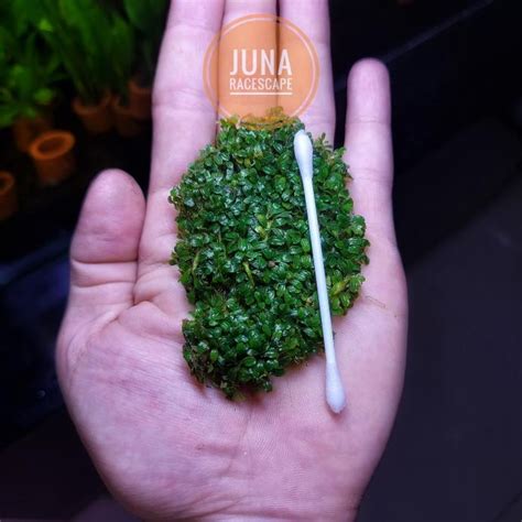 Jual Bucephalandra Mini Micro Aquascape Buce Mini Shopee Indonesia