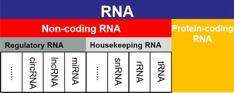 classification of non coding rnas based on whether an rna encodes